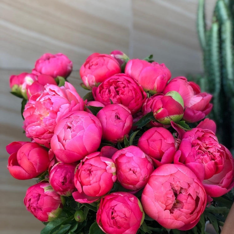 Contact Belflora | Newcastle's Favourite Florist | 02 4969 6622 ...