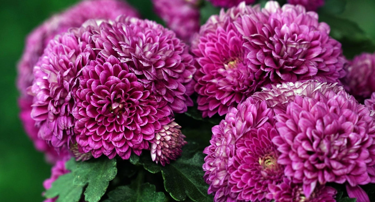 Belflora Flower Market | Newcastle's Largest Florist | (02) 4969 6622